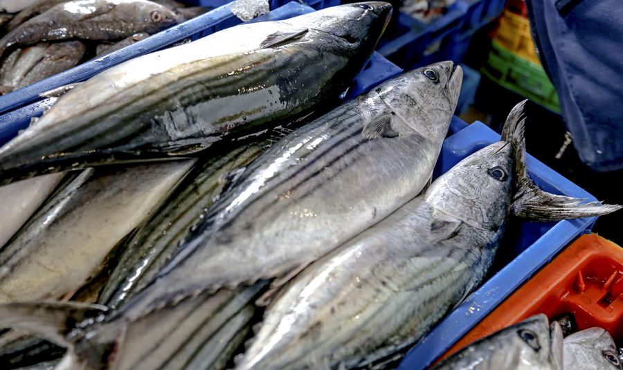 Día Mundial de la Salud: 3 razones para consumir pescado – SNP